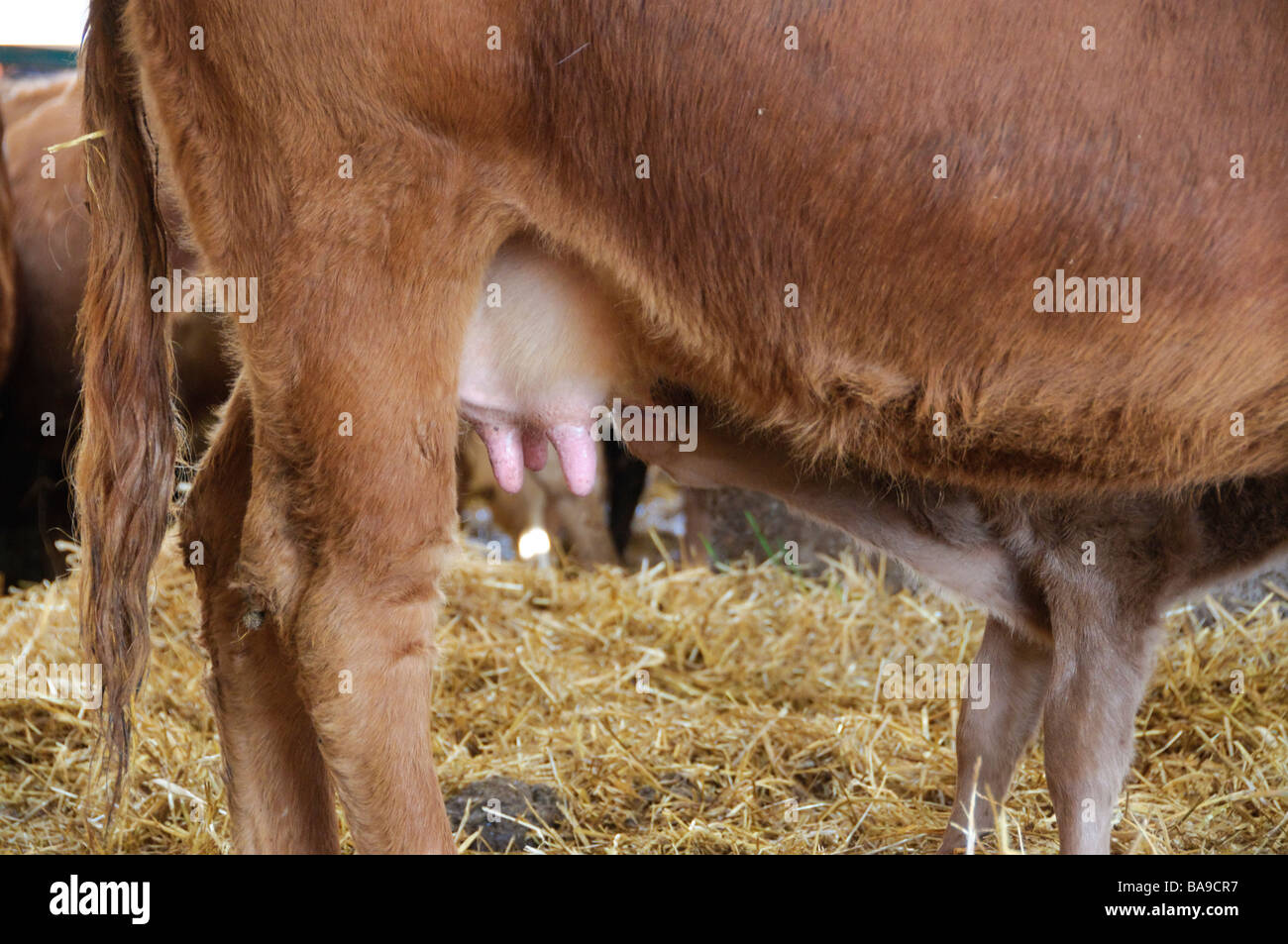 Calf drinking from mom in the stable where it has been born Stock Photo ...