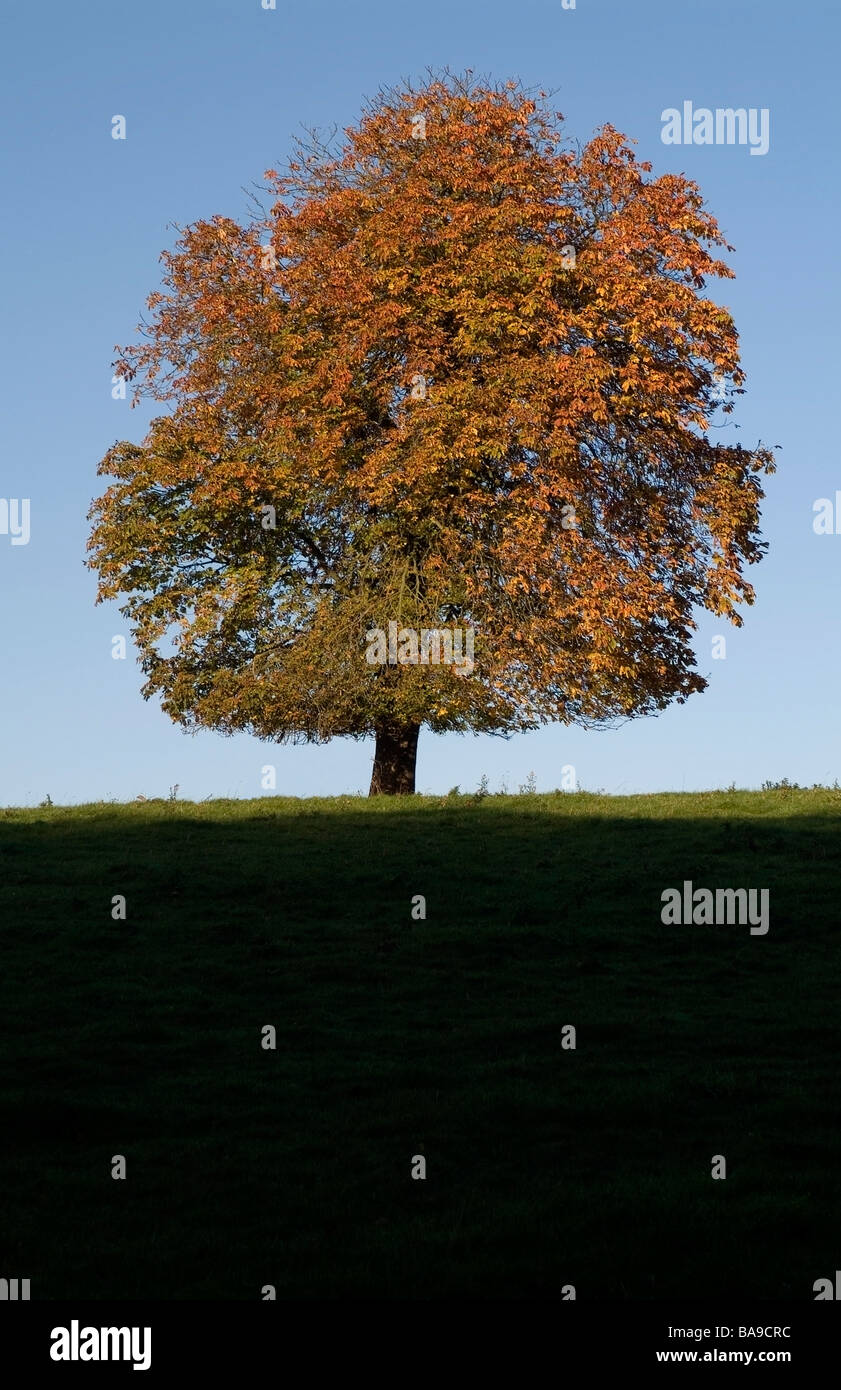Horse chestnut tree autumn hi-res stock photography and images - Alamy