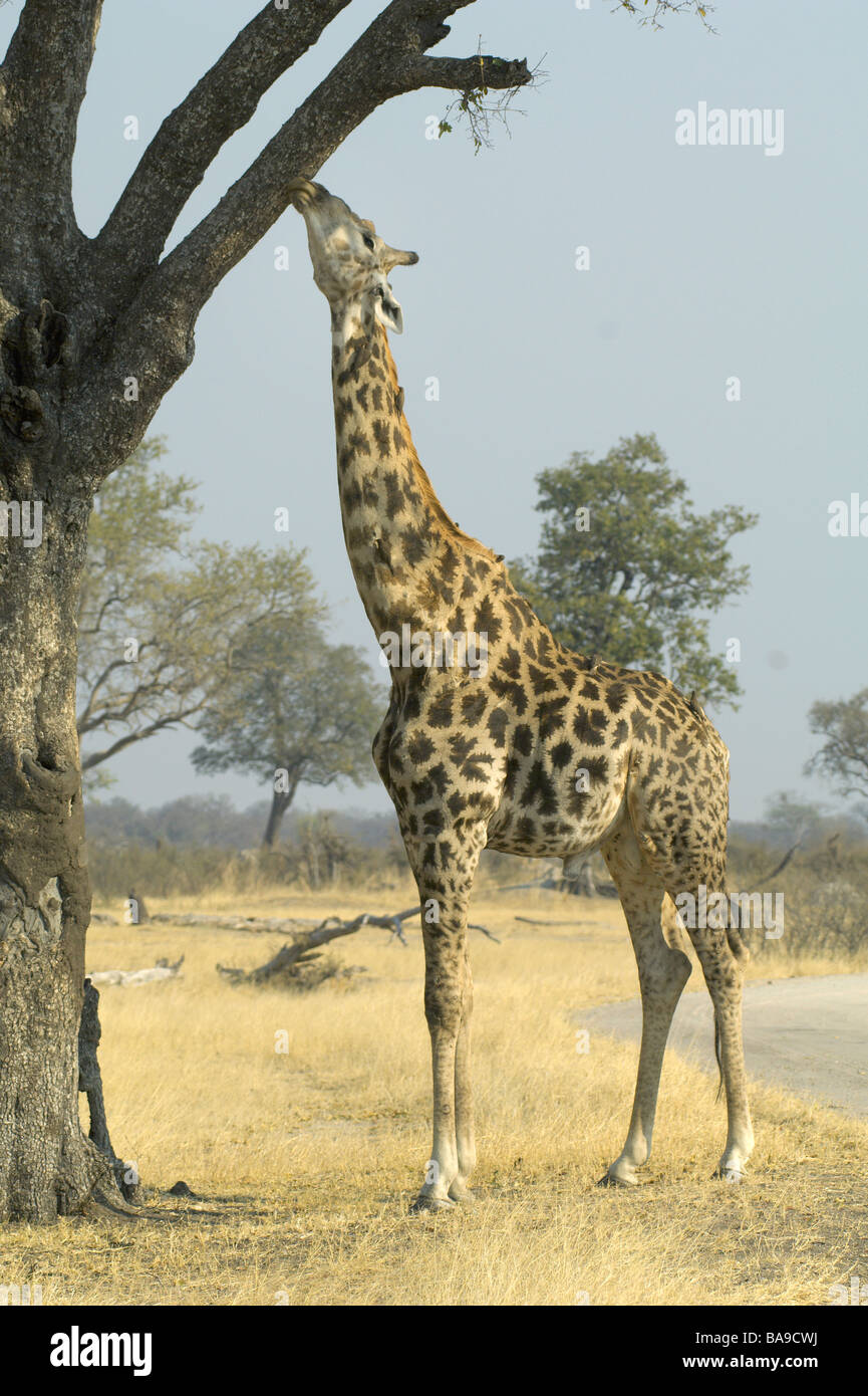 Giraffe Giraffa cameleopardalis tallest African mammal large neck long ...