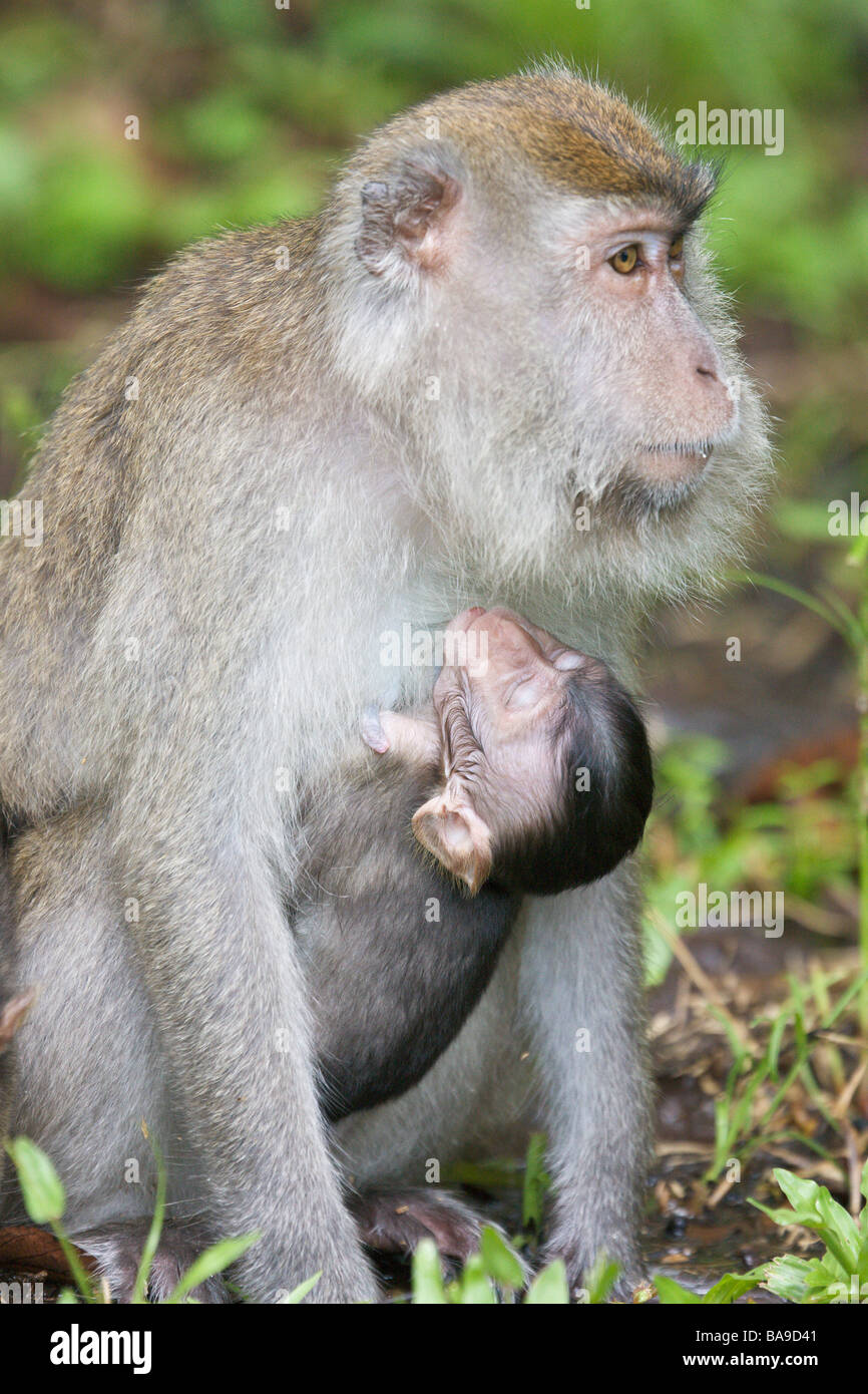 Female long tailed macaque monkey hi-res stock photography and images ...