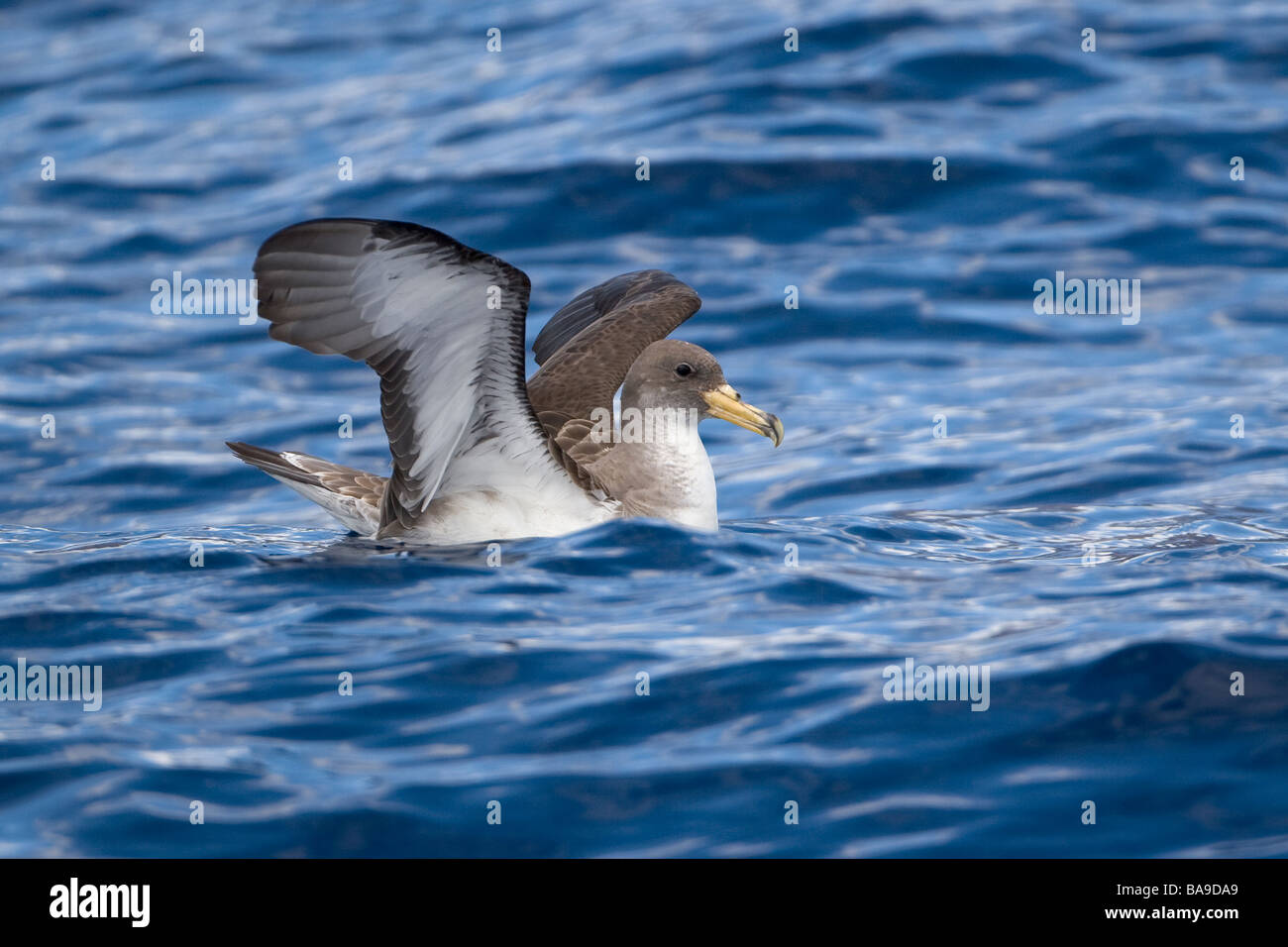 Cory's Shearwater Calonectris diomedea borealis Stock Photo - Alamy