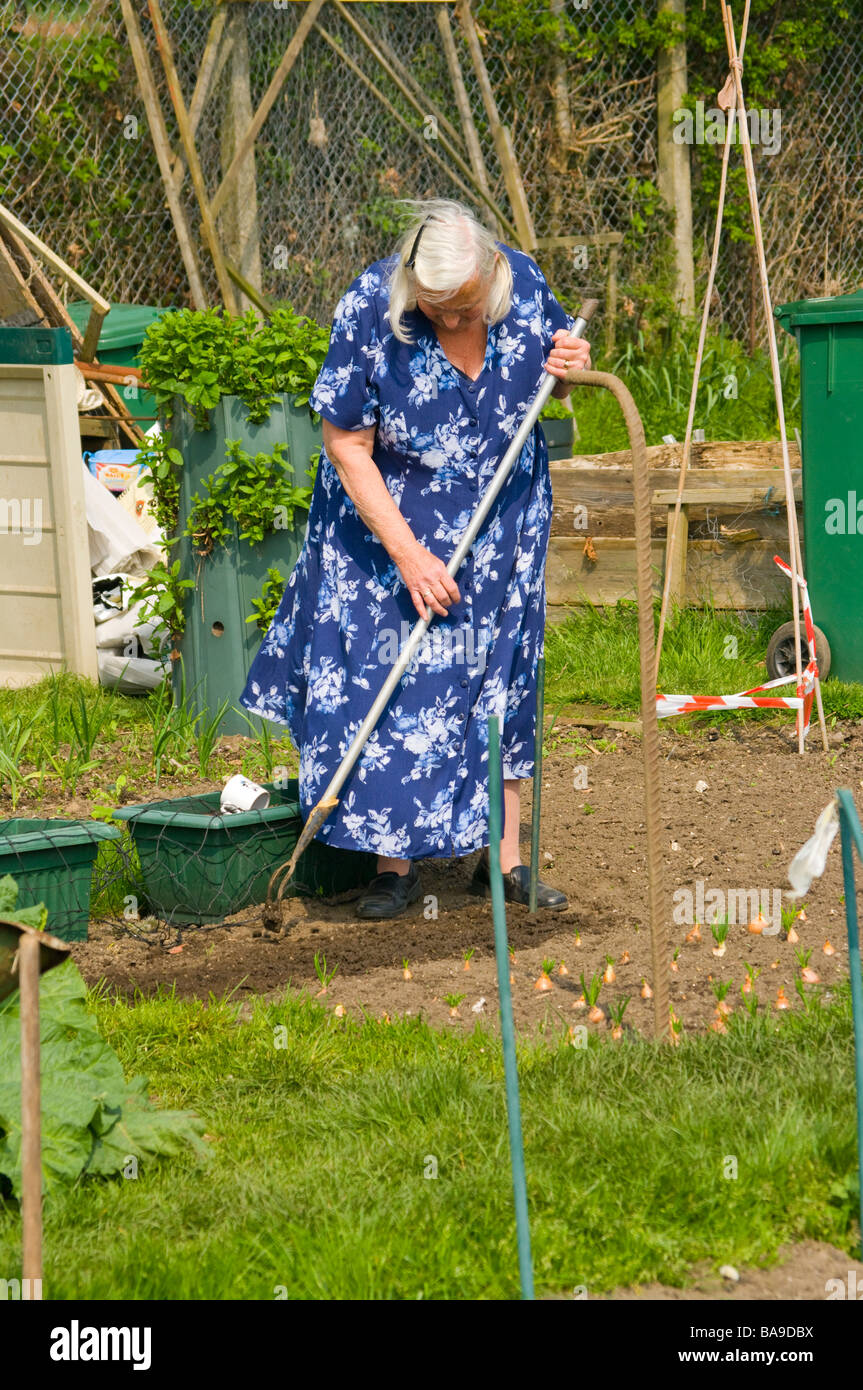 Elderly Woman person Gardening Hoeing The Soil On Her garden Allotment ...