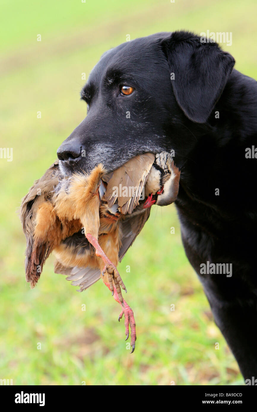 a black labrador retriever working dog or gun dog with partridge Stock ...