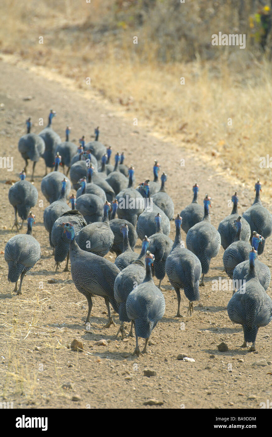 Helmeted Guineafowl birds Hwange National Park Zimbabwe Africa funny ...