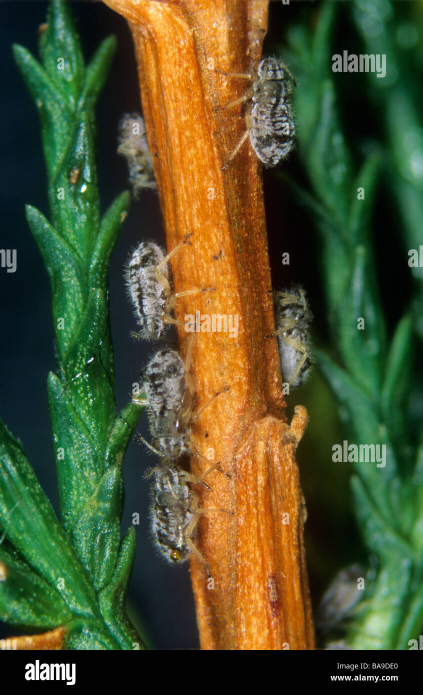 Cypress aphid Cinara cupressi on cypress stem Stock Photo - Alamy