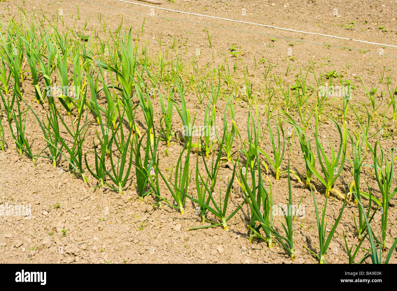 Rows of Onions Growing In An Allotment Plot ground soil onion sets ...