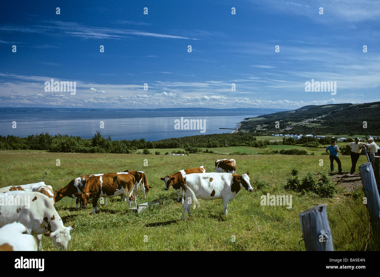 Cattle river hi-res stock photography and images - Alamy