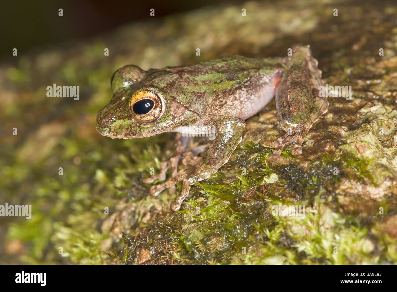 Frilled Tree Frog Rhacophorus appendiculatus Sukau Sabah Borneo ...