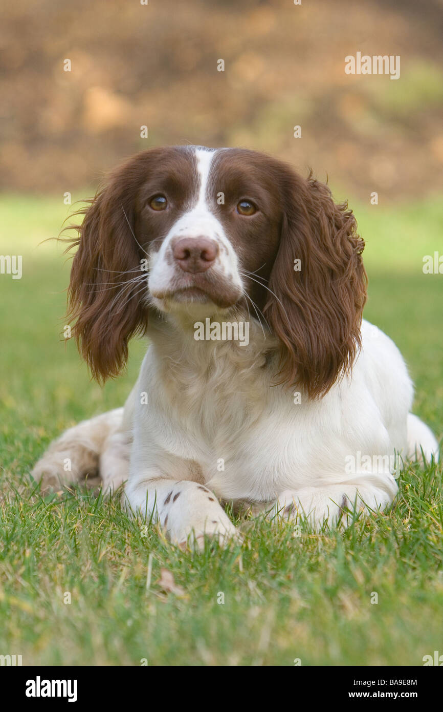 a liver and white english springer spaniel working dog or gun dog Stock ...