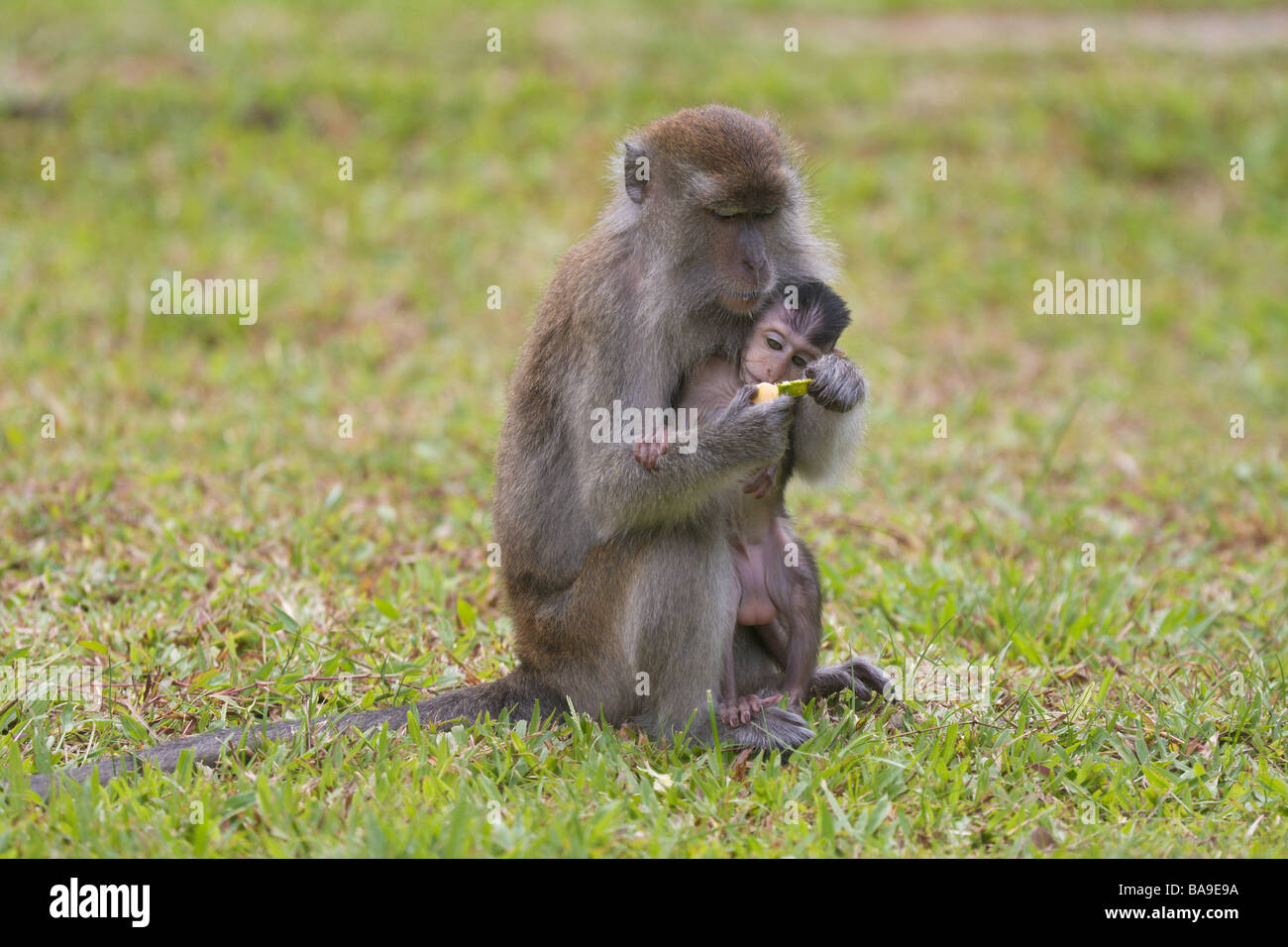 Female long tailed macaque monkey hi-res stock photography and images ...