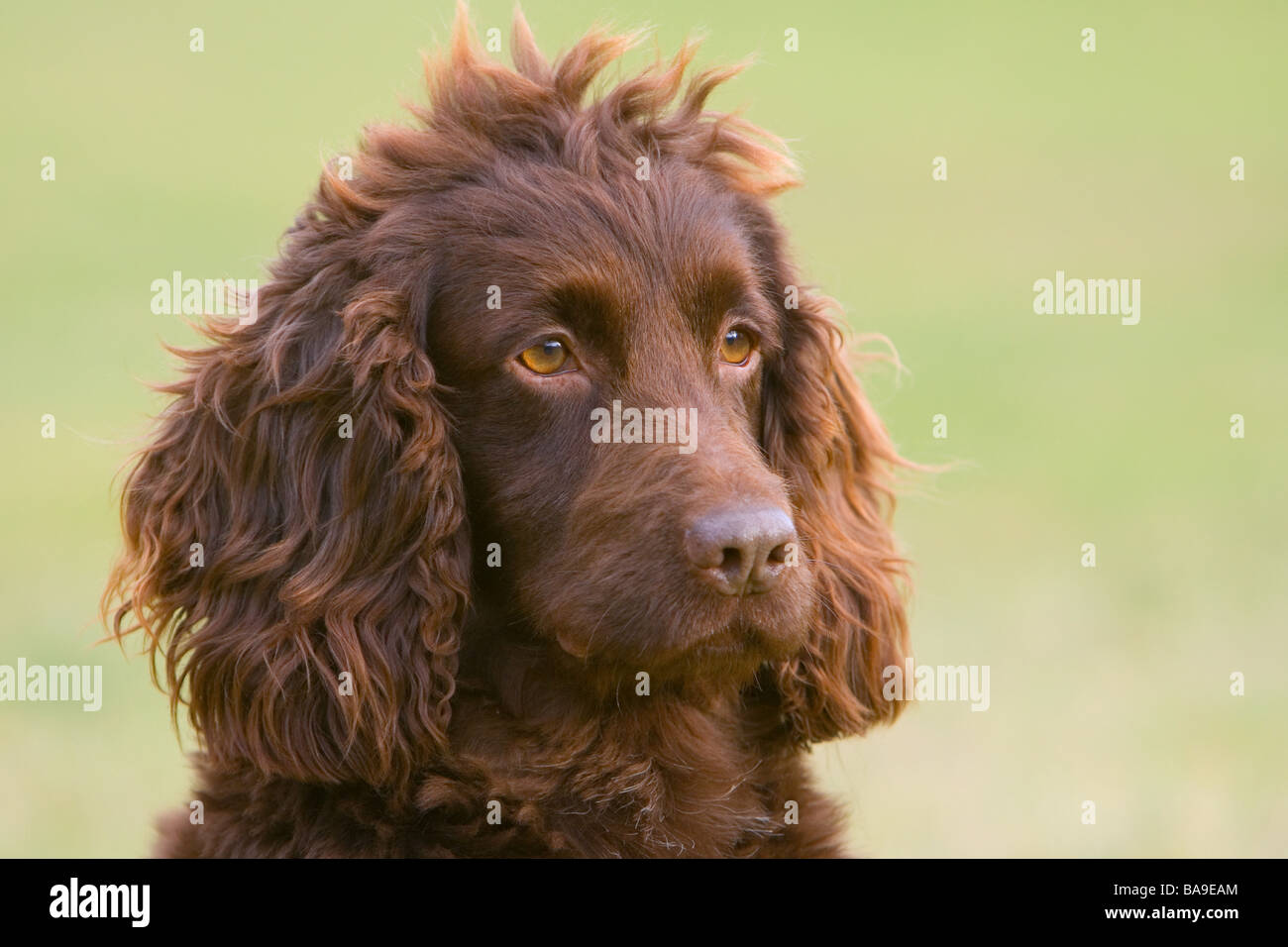 a brown cocker spaniel working dog or gun dog Stock Photo - Alamy