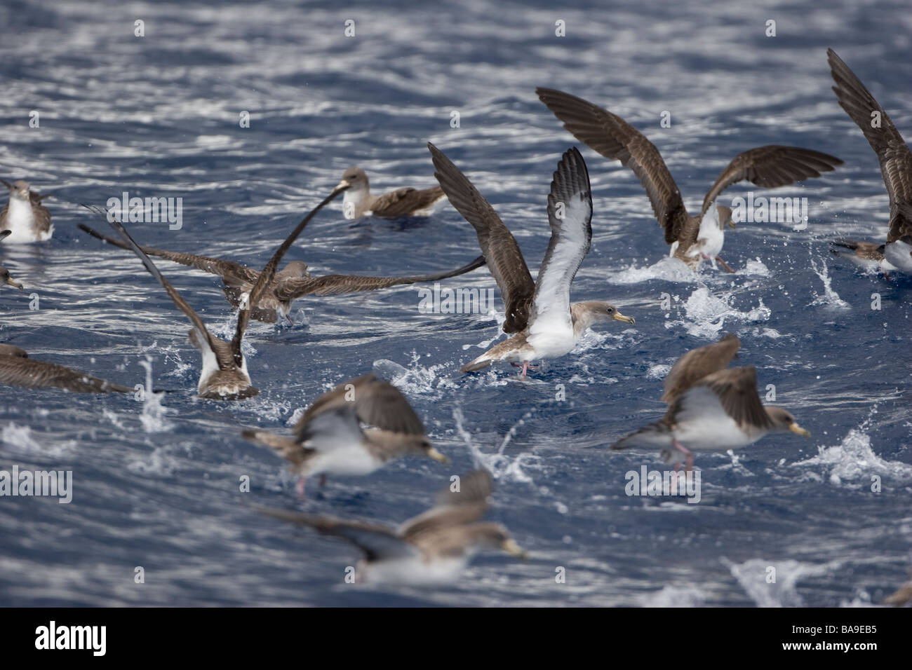 Cory's Shearwater Calonectris diomedea borealis Stock Photo - Alamy
