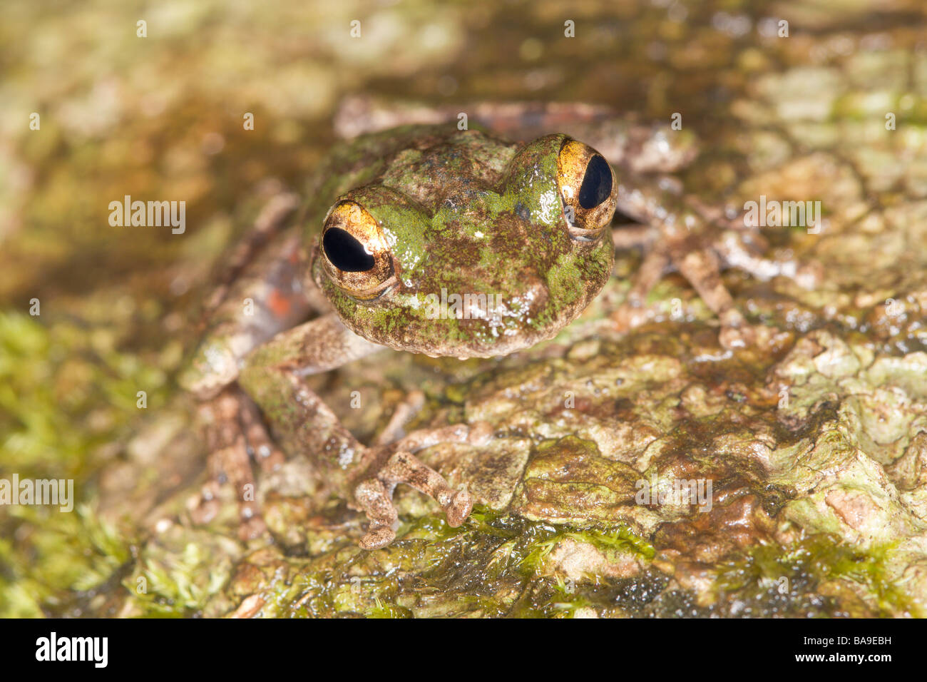 Frilled Tree Frog Rhacophorus appendiculatus Sukau Sabah Borneo ...