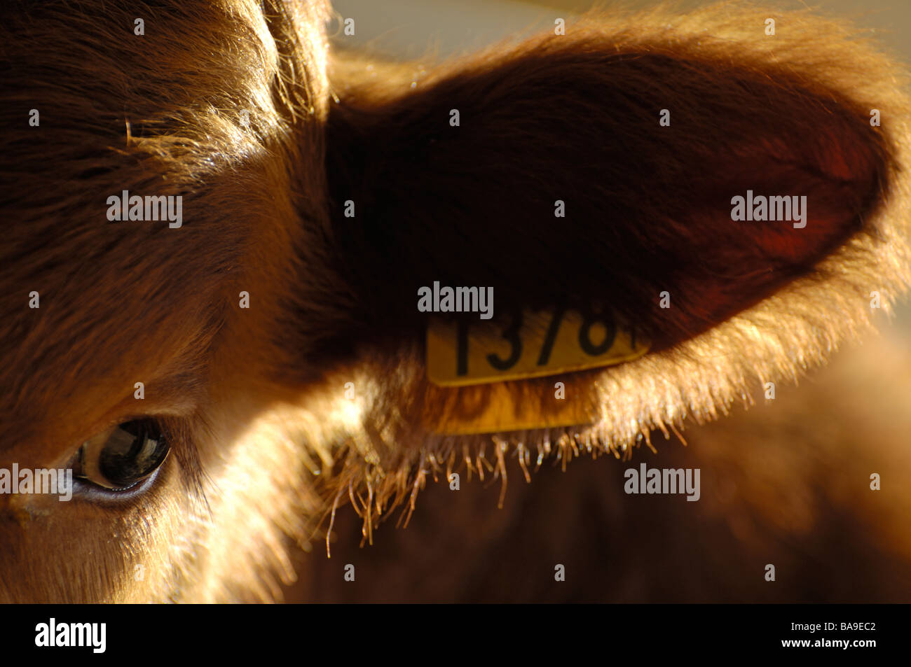 Calf calves human body part hi-res stock photography and images - Alamy