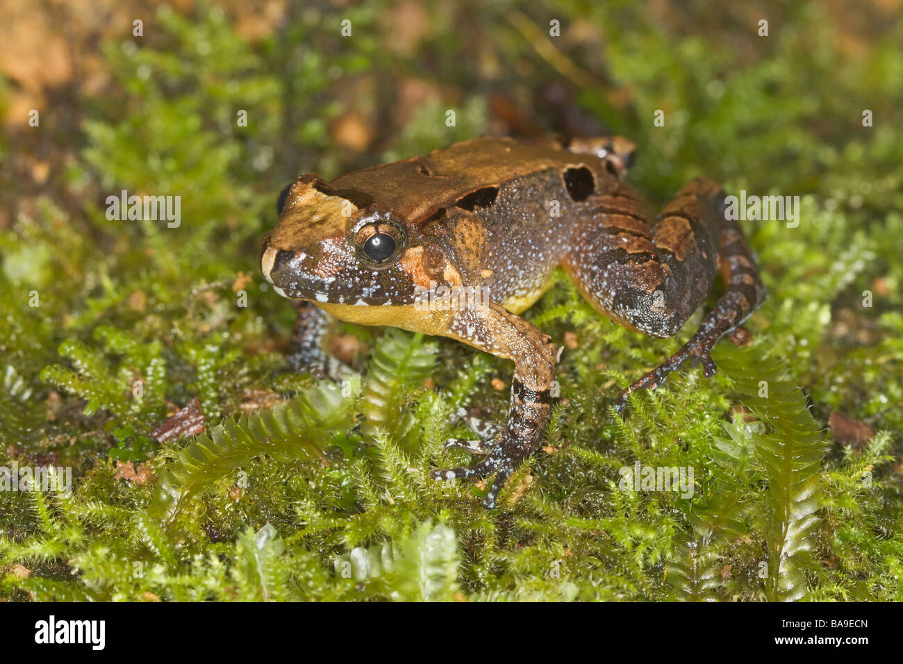 Smooth Guardian Frog Limnonectes palavanensis Kinabalu National Park ...