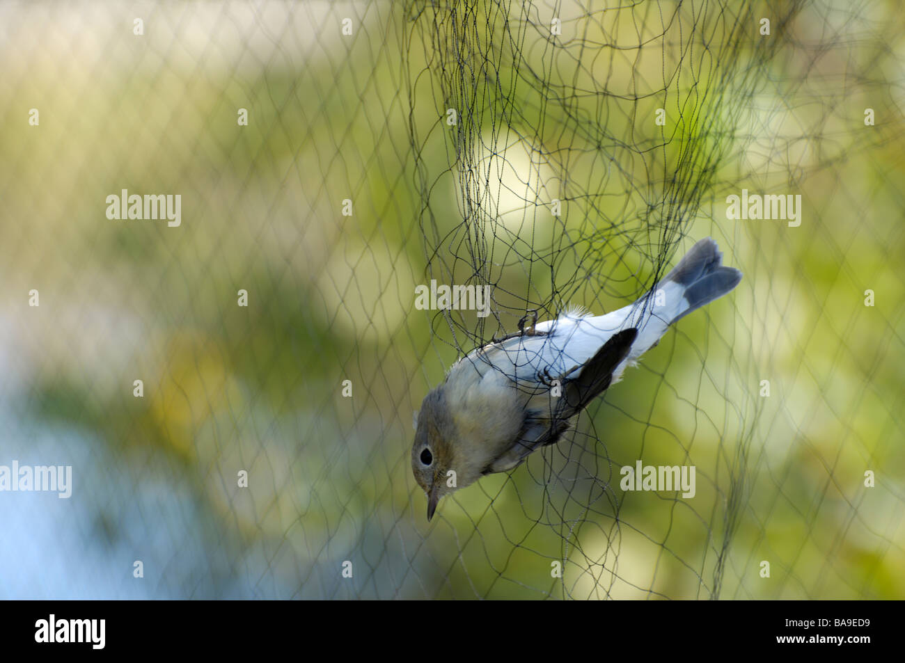 Bird in a net Sweden Stock Photo - Alamy
