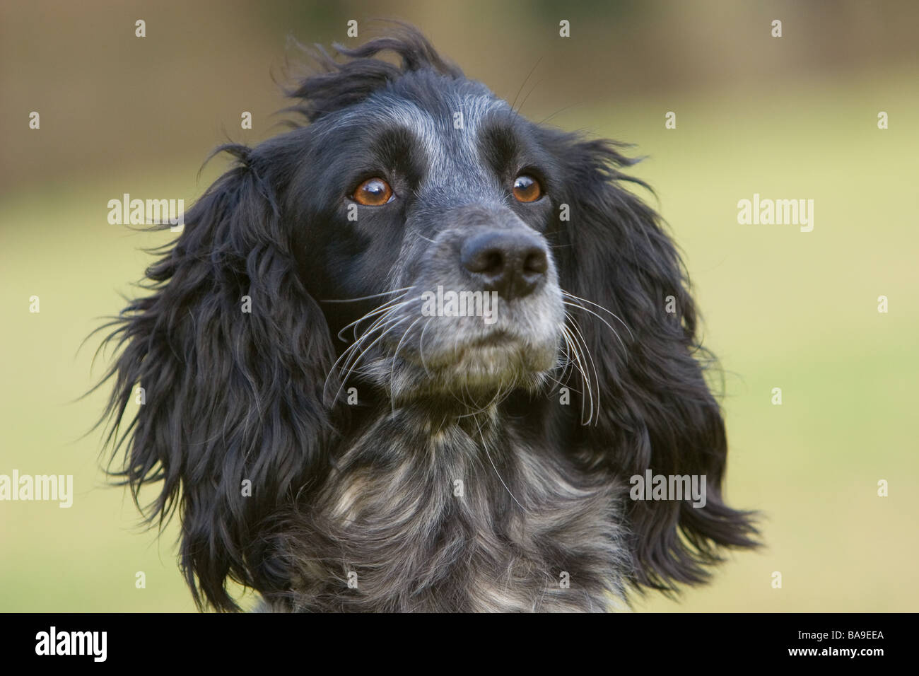 a black and white cocker spaniel working dog or gun dog Stock Photo - Alamy