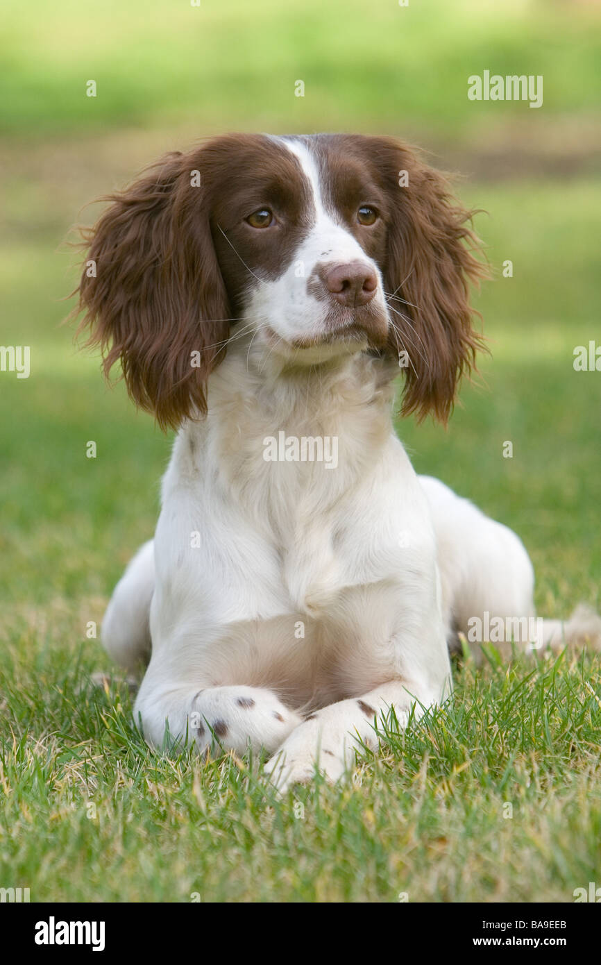 a liver and white english springer spaniel working dog or gun dog Stock ...