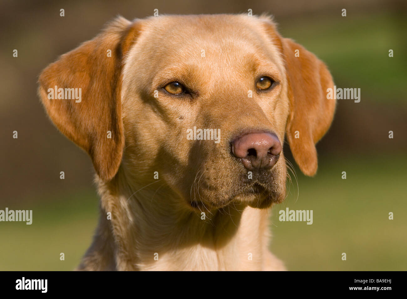 a yellow labrador retriever working dog or gun dog Stock Photo - Alamy