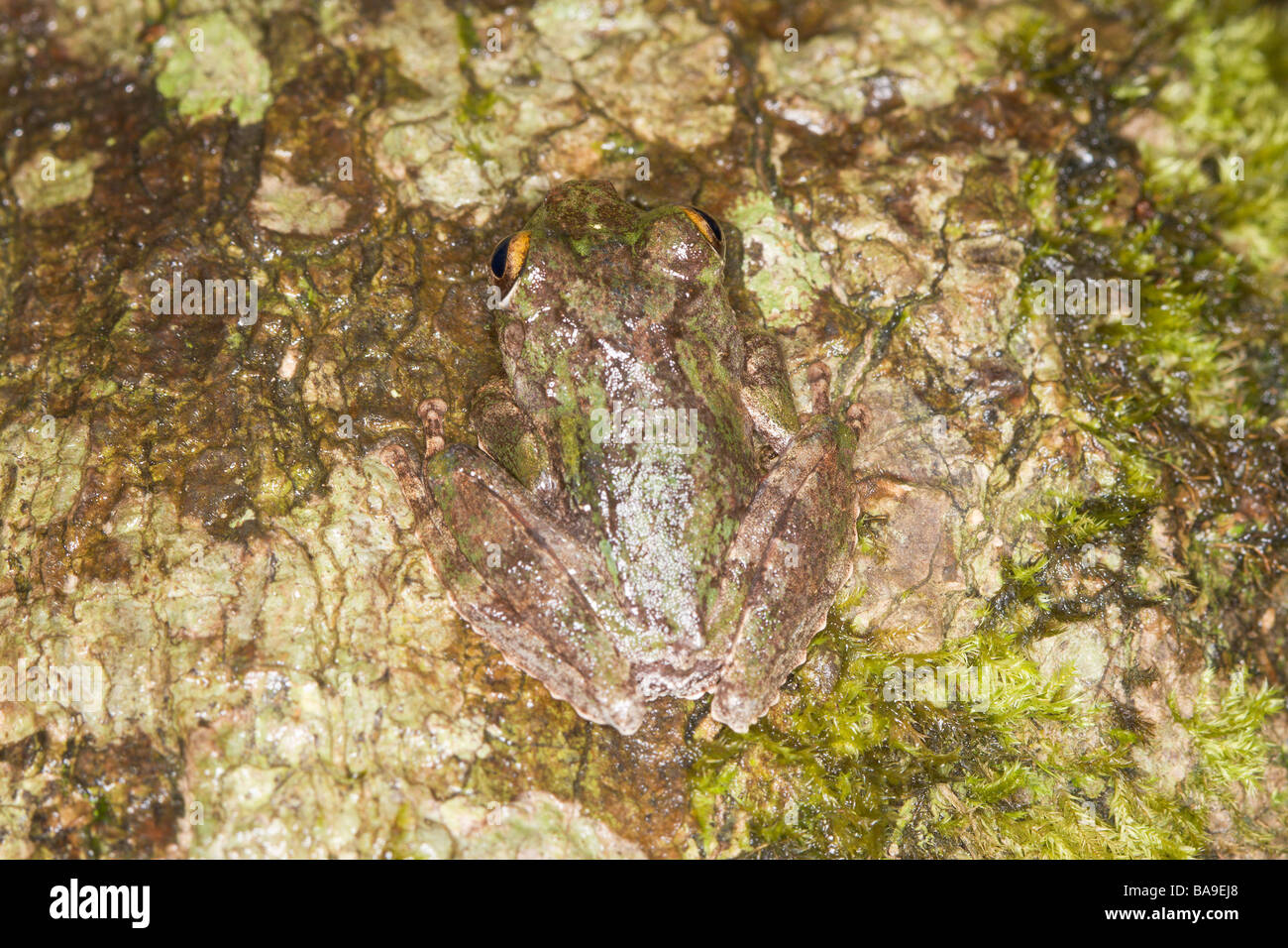 Frilled Tree Frog Rhacophorus appendiculatus Sukau Sabah Borneo ...