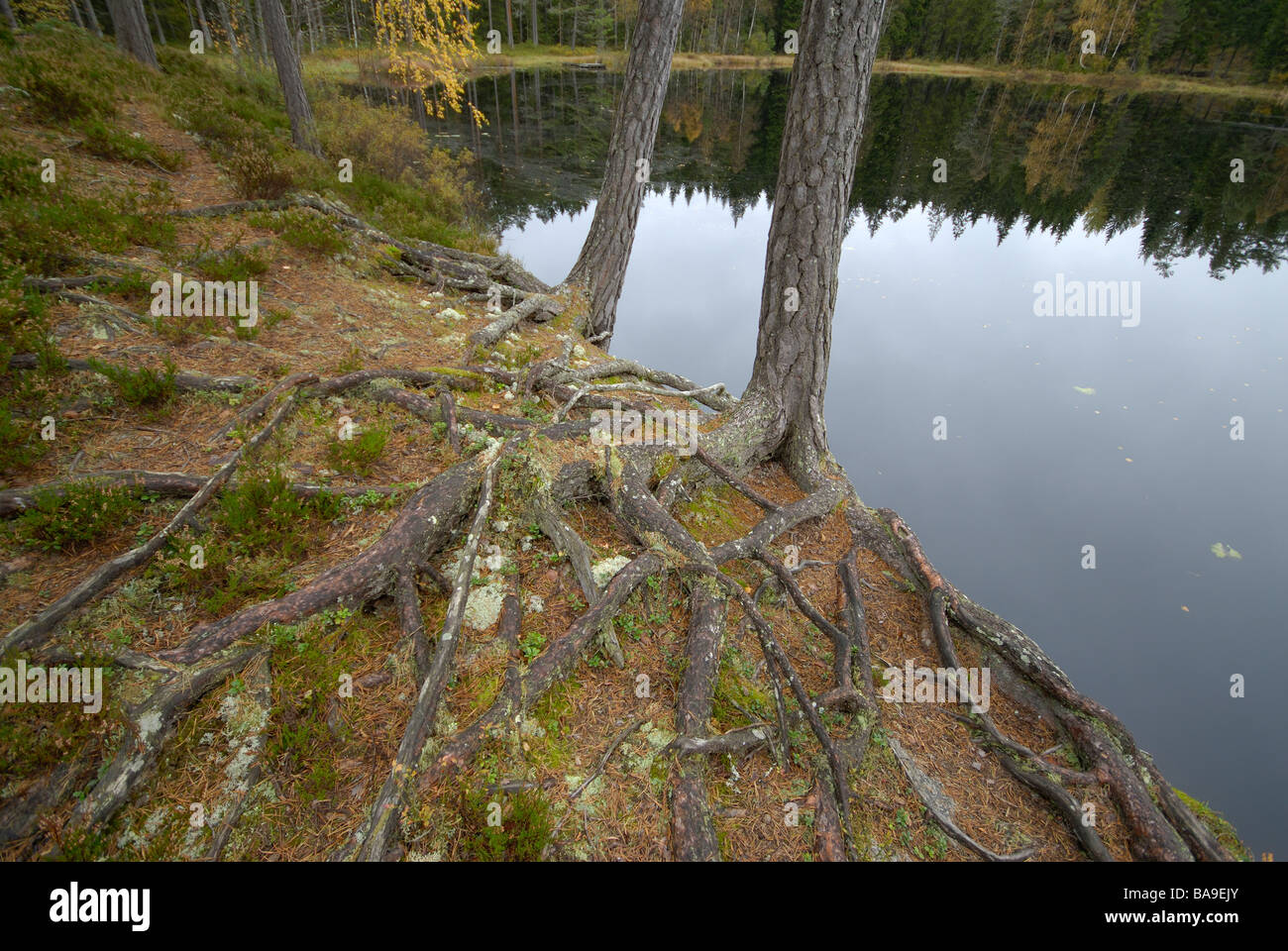 Roots horizontal root system hi-res stock photography and images - Alamy