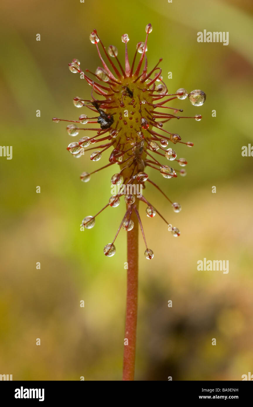 Oblong-leaved sundew or spoonleaf sundew (Drosera intermedia Stock ...