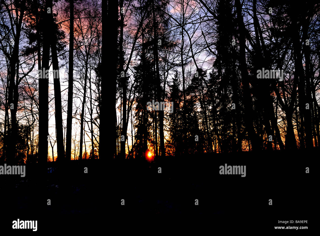 Sunset in forest Stock Photo - Alamy