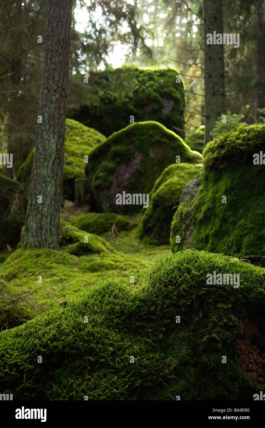 A forest Ostergotland Sweden Stock Photo - Alamy