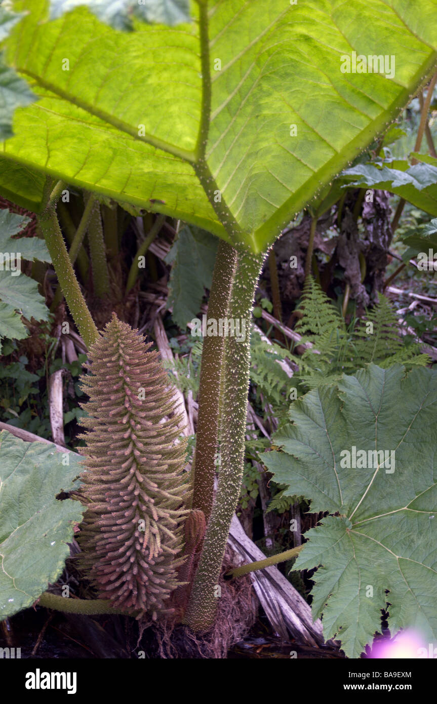 Sprawling stem hi-res stock photography and images - Alamy