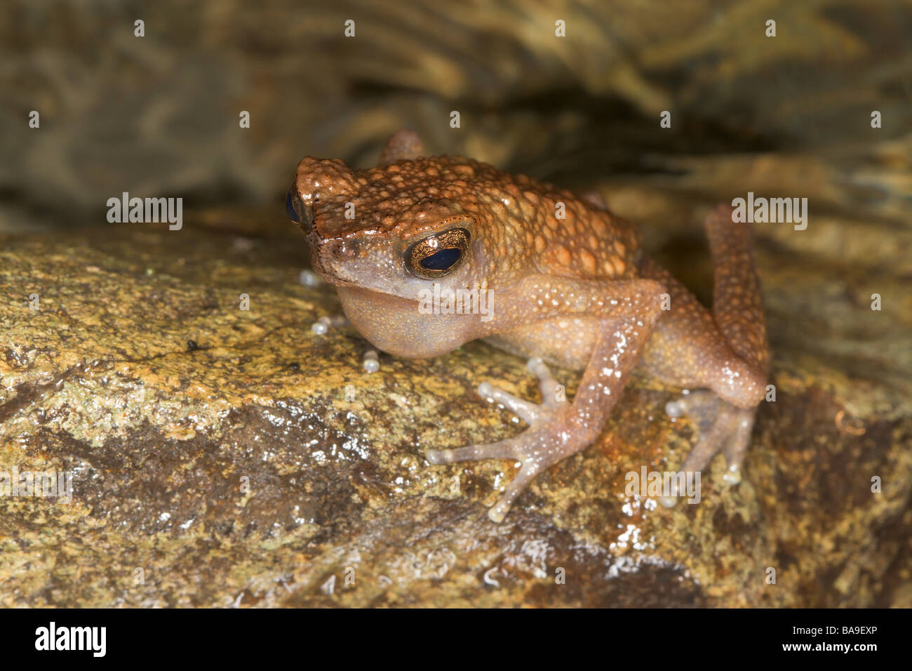 Ansonia hi-res stock photography and images - Alamy