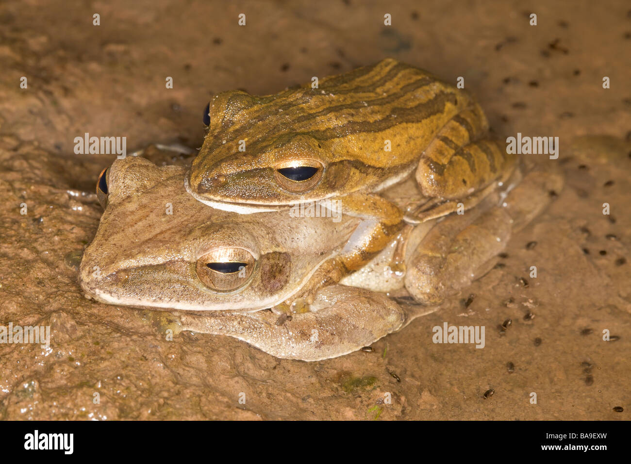 Four lined Tree Frog Polypedates leucomystax pair mating Danum Valley ...