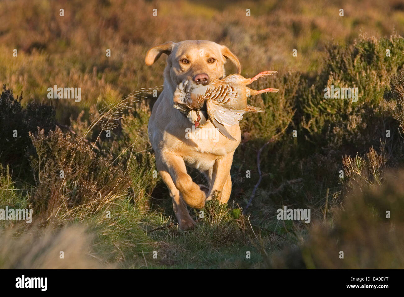 a yellow labrador retriever working dog or gun dog with partridge Stock ...
