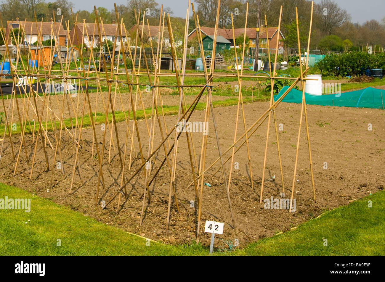 Cane Trellis for Climbing Plants and Vegetables On an Allotment ...