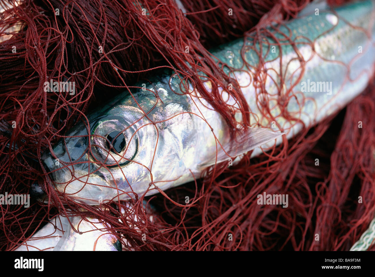 A fish in a net close-up Stock Photo - Alamy
