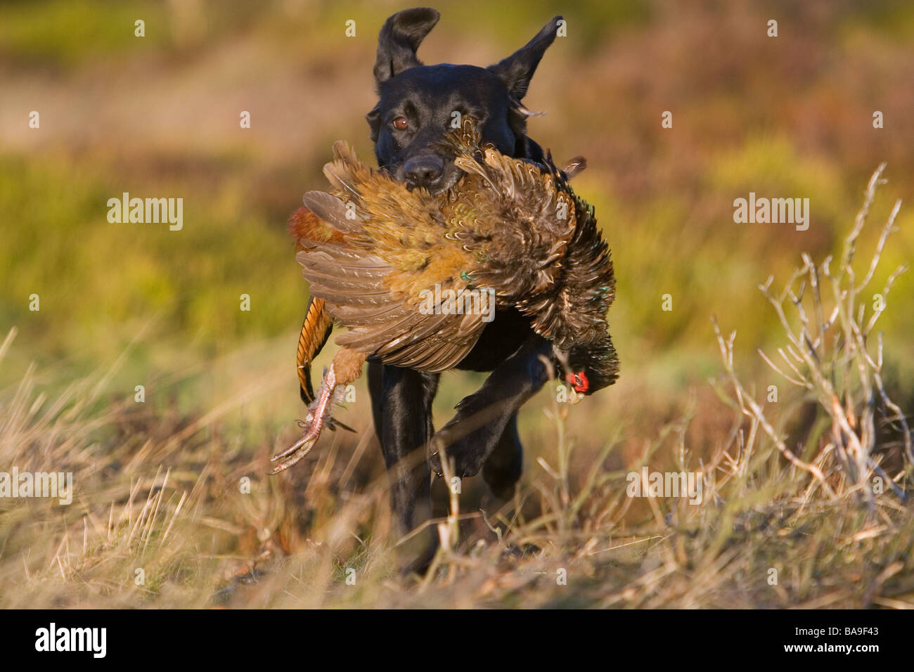 a black labrador retriever working dog or gun dog with pheasant Stock ...
