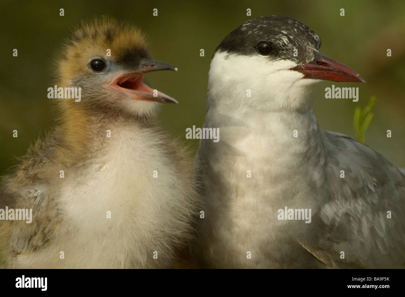 Portrait of Whiskered Tern (Chlidonias hybrida) and chick Stock Photo ...