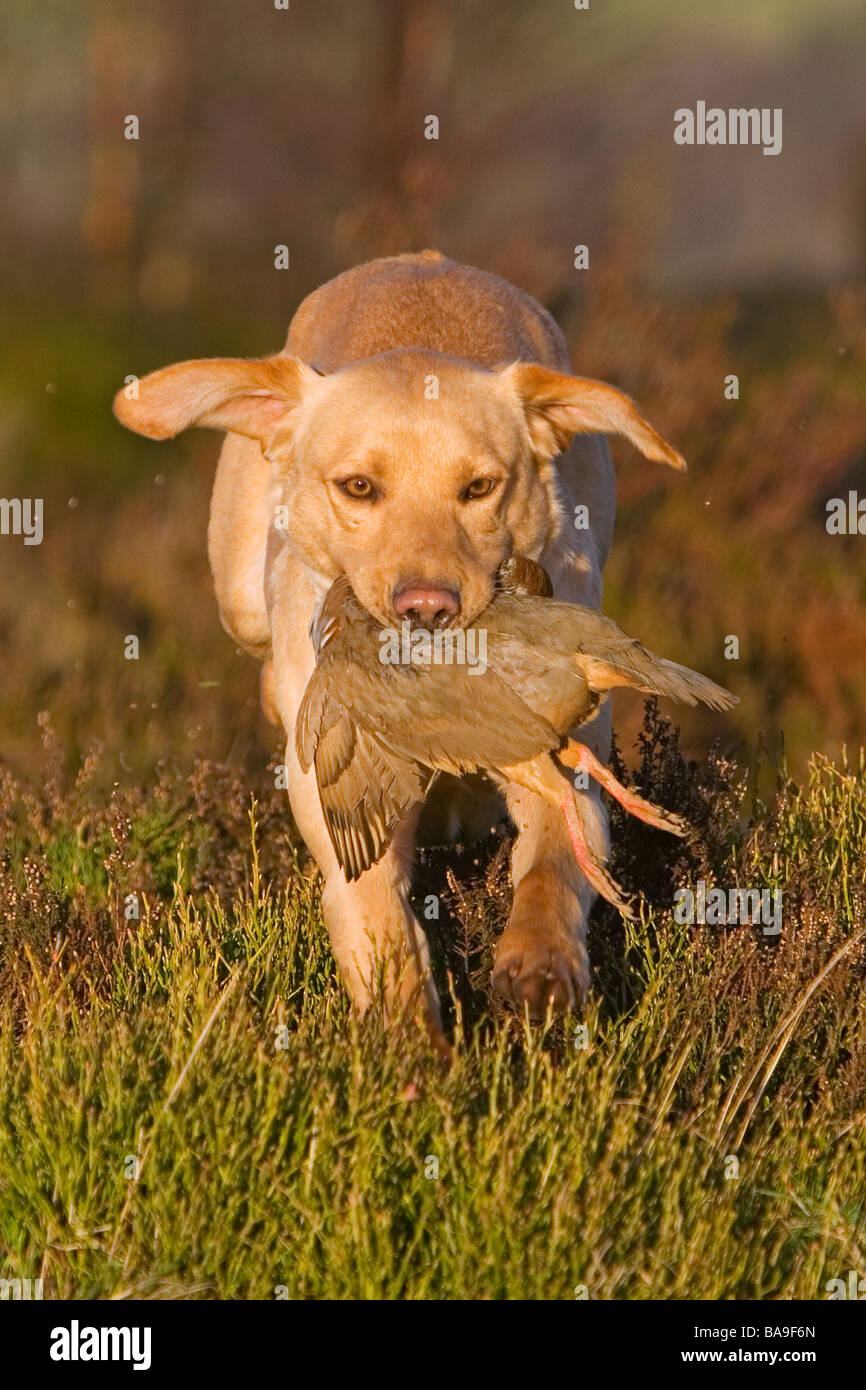 a yellow labrador retriever working dog or gun dog with partridge Stock ...
