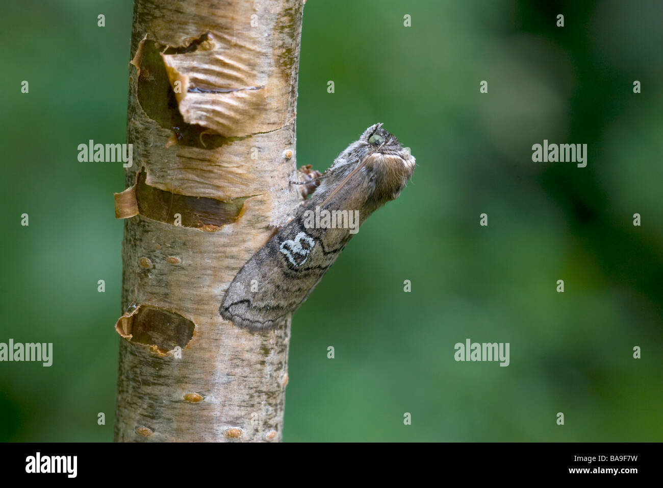 Figure of Eighty Tethea ocularis octogesimea Stock Photo - Alamy