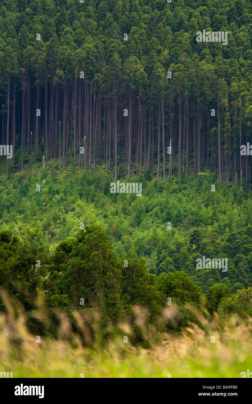 View over big trees with vegetation on the foreground, Sao Miguel ...