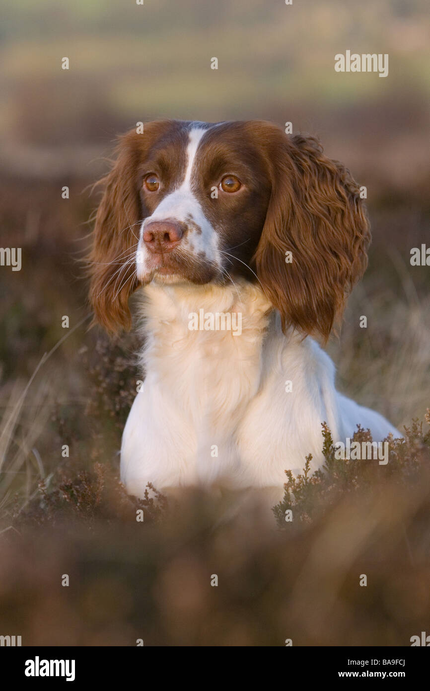 a liver and white english springer spaniel working dog or gun dog Stock ...