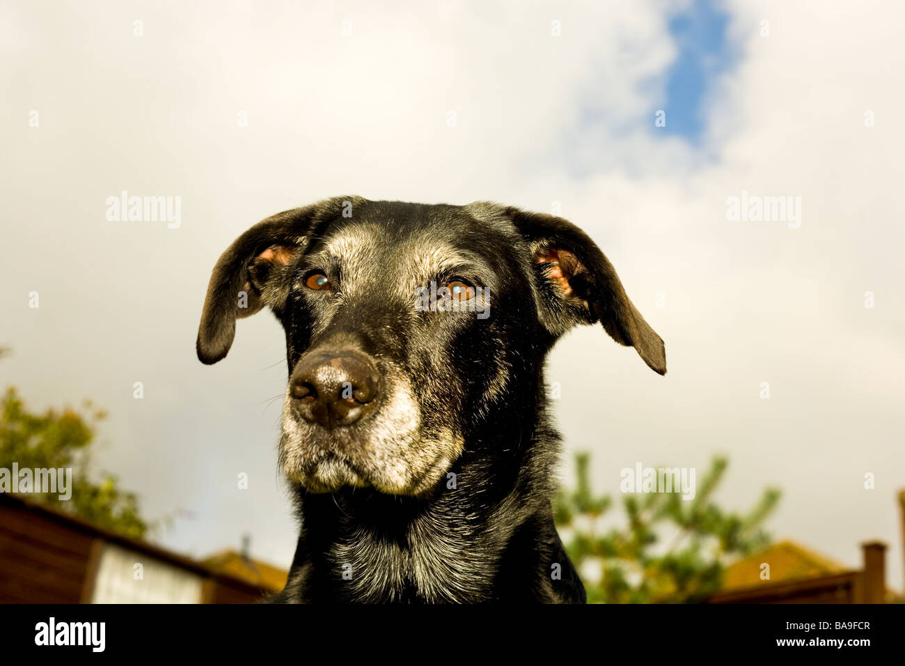 Mongral hi-res stock photography and images - Alamy
