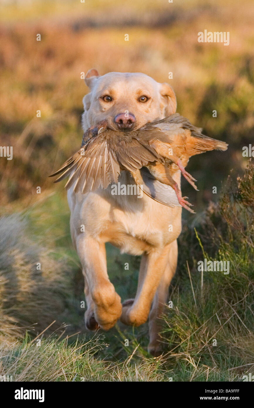 a yellow labrador retriever working dog or gun dog with partridge Stock ...