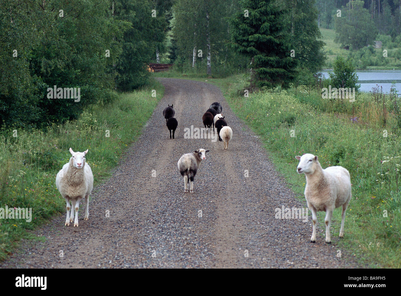 Sheep on a country road Sweden Stock Photo - Alamy