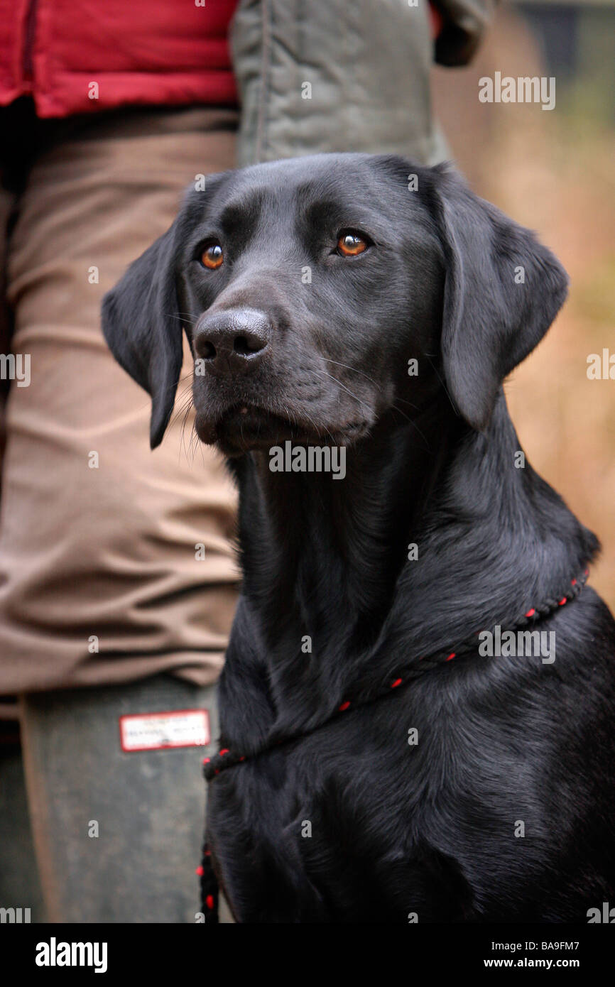 a black labrador retriever working dog or gun dog with owner Stock ...