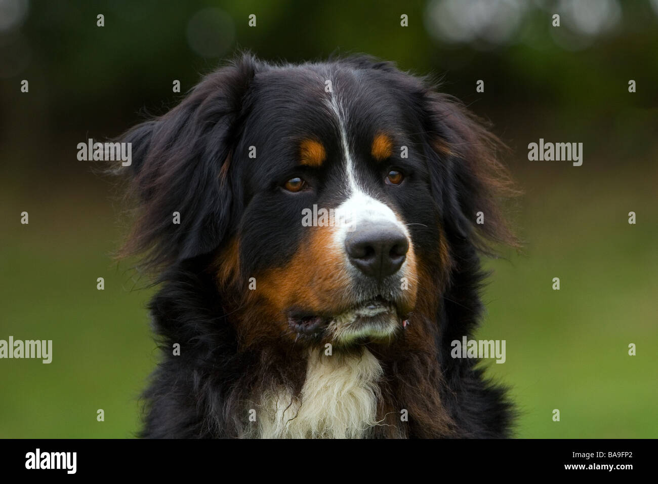 Burmese temple dog hi-res stock photography and images - Alamy