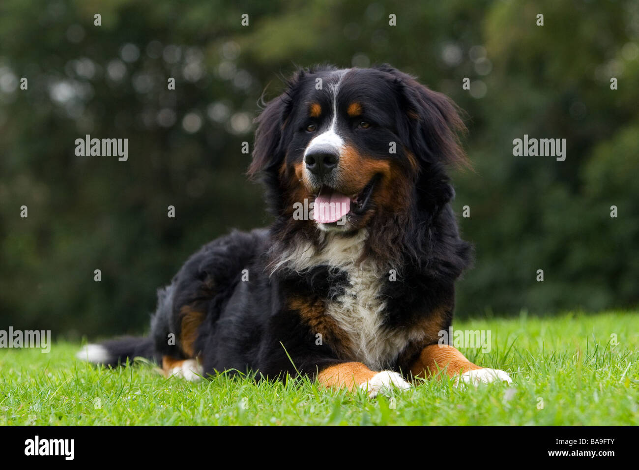 Burmese temple dog hi-res stock photography and images - Alamy