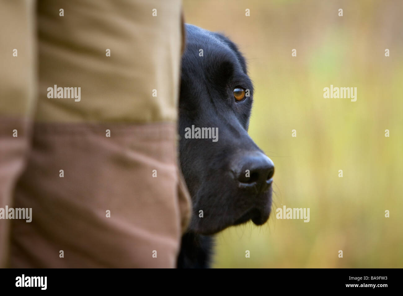 a black labrador retriever working dog or gun dog with owner Stock ...