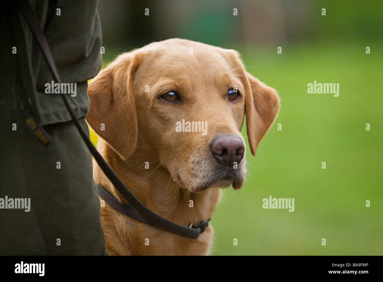 a yellow labrador retriever working dog or gun dog with owner Stock ...