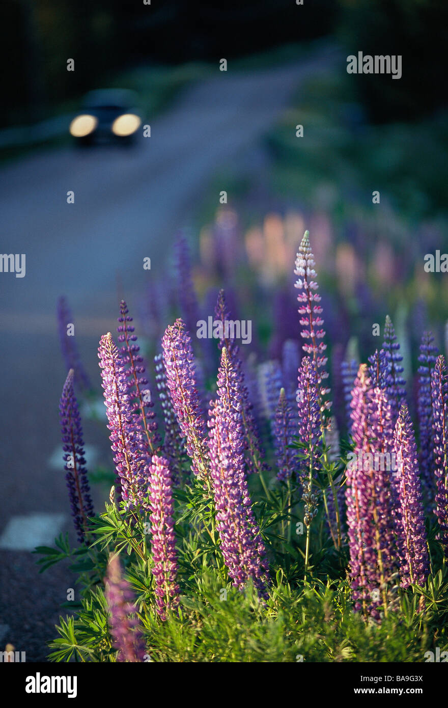 Plant close-up Sweden Stock Photo - Alamy