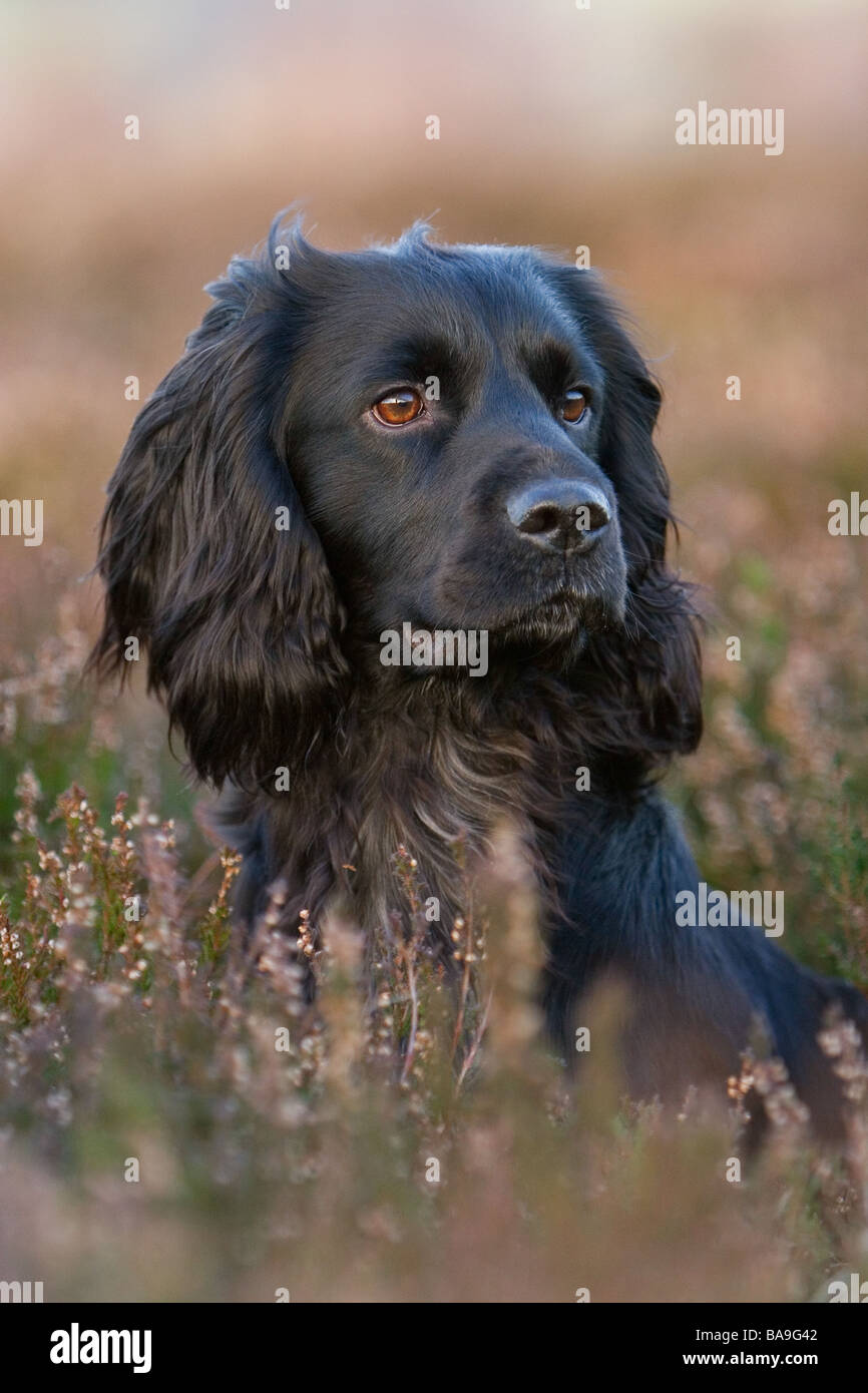 a black cocker spaniel working dog or gun dog Stock Photo - Alamy